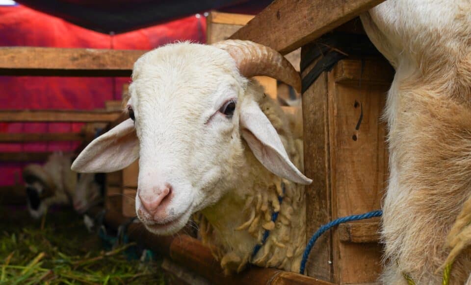 Aïd el-Kébir 2025 : la date à laquelle sera célébrée cette fête en ...